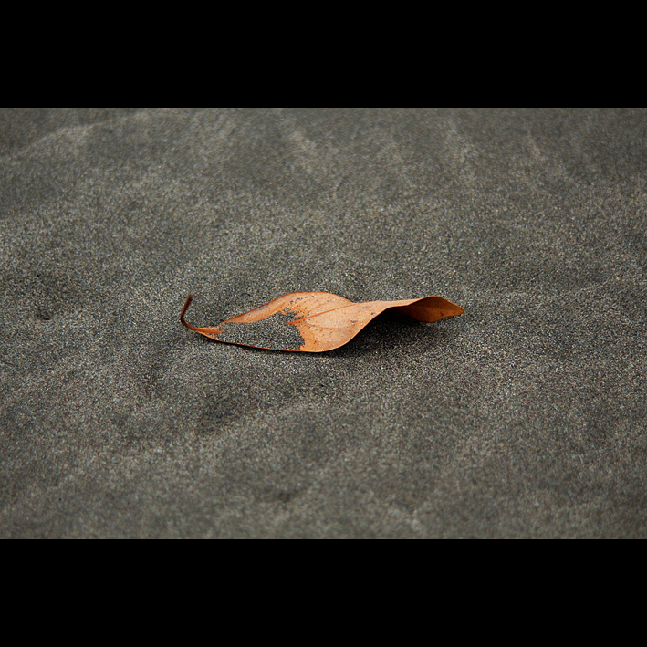 fallen leaves | WATERS boutique of surfing